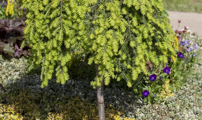 Kanadische Hemlocktanne 'Ammerland' - Floragard Pflanzeninfothek
