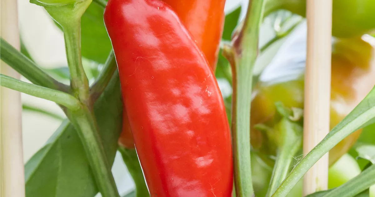 Capsicum annuum Pick & Joy® Pflanze, Pflege & Tipps Floragard