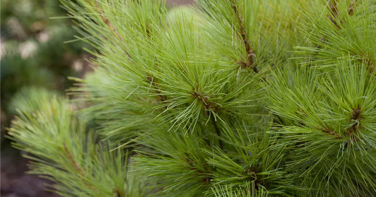 Pinus strobus 'Merrimack' Pflanze, Pflege & Tipps Floragard