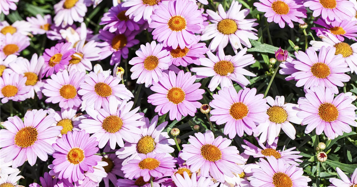 Das richtige Blumenbeet für den eigenen Garten auswählen Floragard