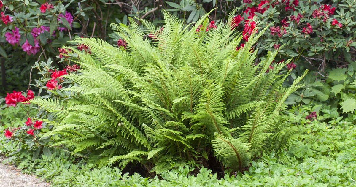 Farne im Garten zurückhaltend & edle Floragard