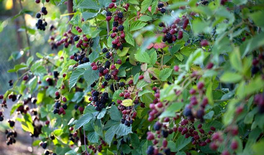 Brombeere 'Thornless Evergreen' - Floragard Pflanzeninfothek