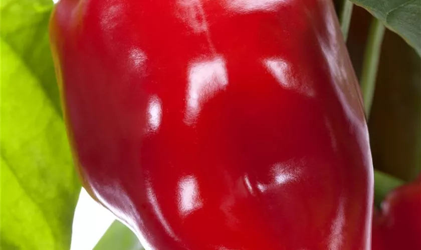 Capsicum annuum Pflanze, Pflege & Tipps Floragard