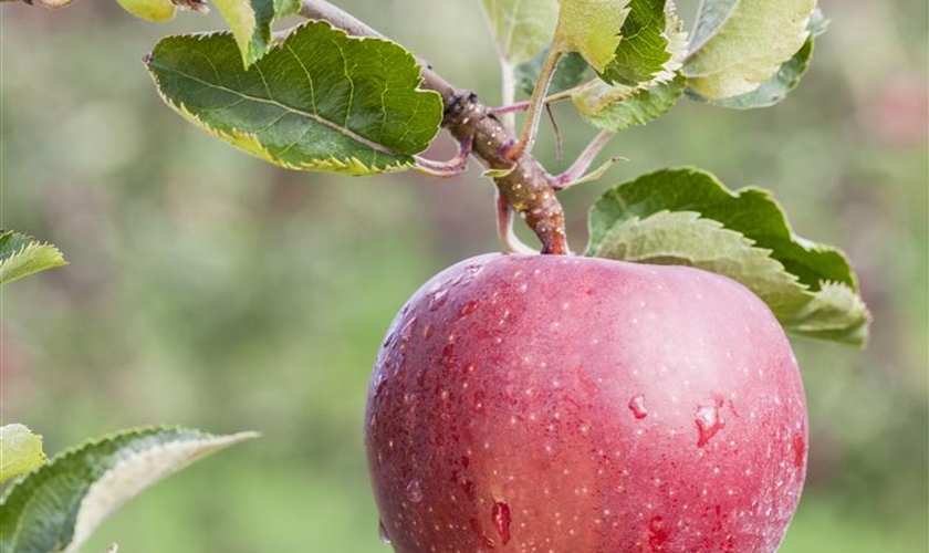 Apfel 'Red Prince'® - Floragard Pflanzeninfothek