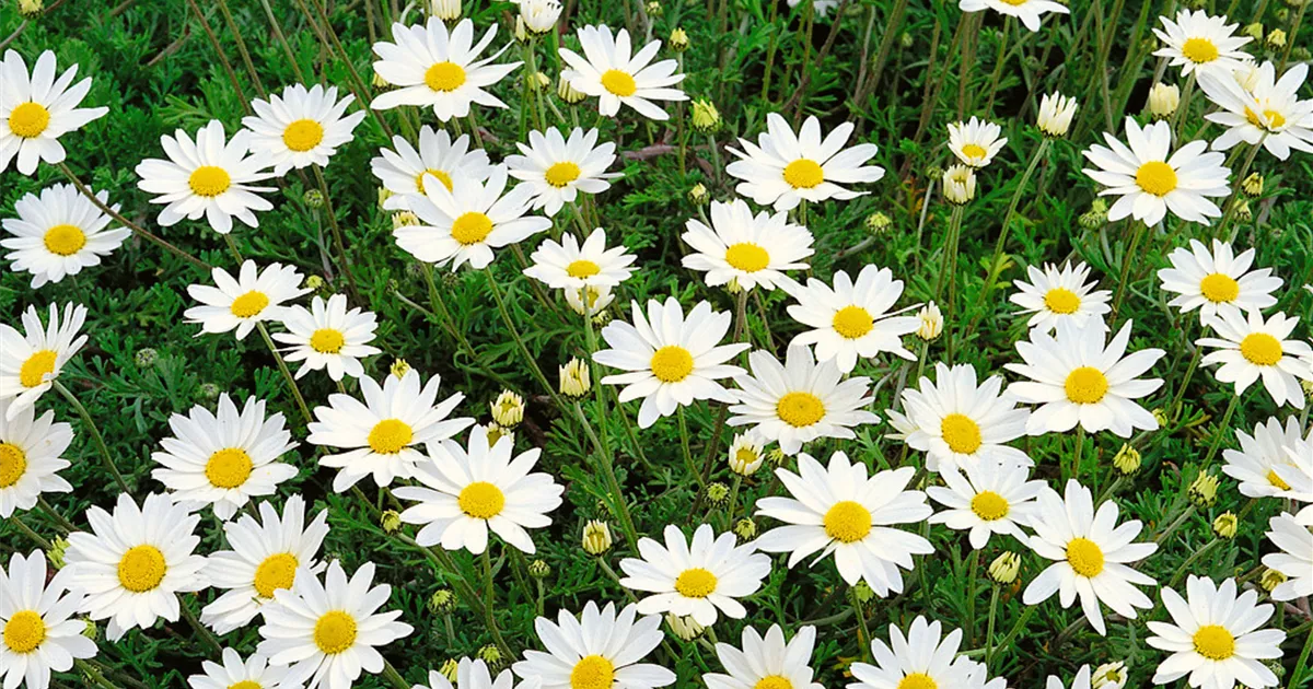 Anthemis carpatica 'Karpatenschnee' Pflanze, Pflege & Tipps Floragard
