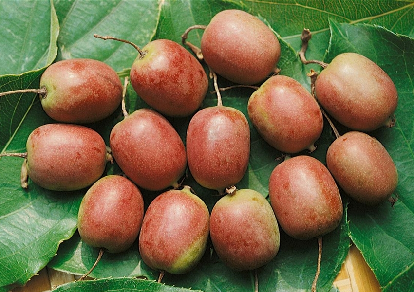 Kiwi 'Kiwai Rouge' - Floragard Pflanzeninfothek