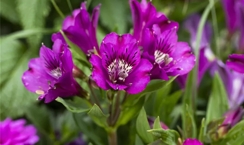 Inkalilie 'Inticancha® Indigo' Pflanze, Pflege & Tipps Floragard