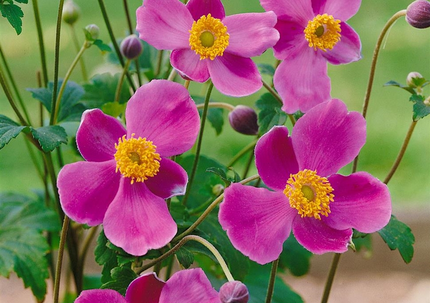 Herbst-Anemone 'Bowles Pink' - Floragard Pflanzeninfothek