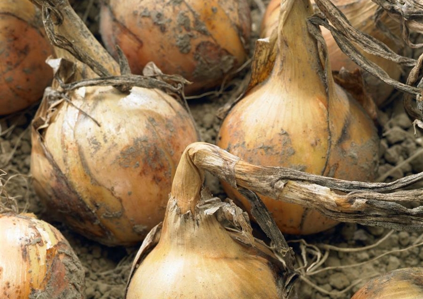 Schalotte 'Pikant' - Floragard Pflanzeninfothek