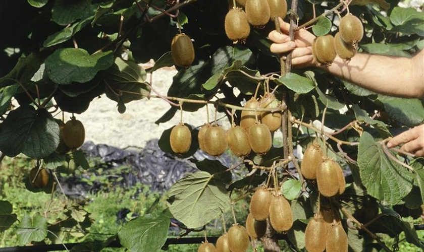 Kiwi 'Hayward' - Floragard Pflanzeninfothek