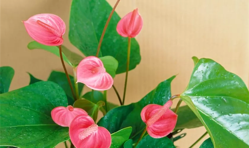Anthurium Andreanum Pflege
