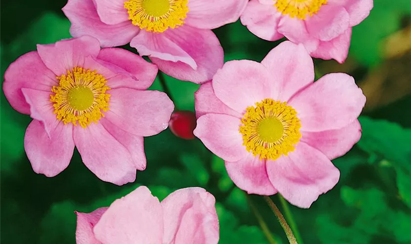 Herbst-Anemone 'Little Princess'® Pflanze, Pflege & Tipps Floragard