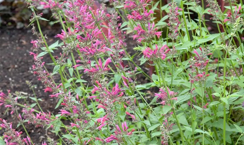 Garten-Duftnessel 'Raspberry Summer' Pflanze, Pflege & Tipps Floragard