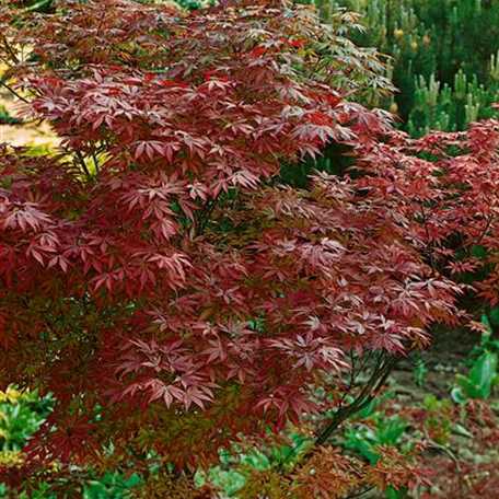Acer palmatum 'Aureum' - Floragard Pflanzeninfothek