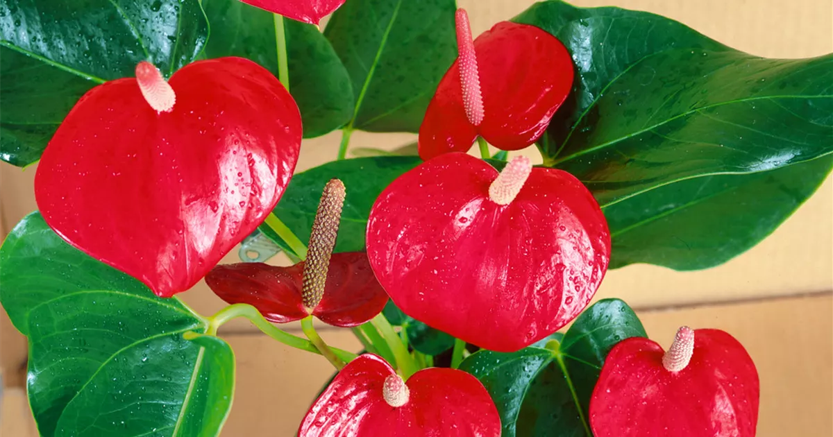 Anthurium x andreanum 'Bugatti Red' Pflanze, Pflege & Tipps Floragard