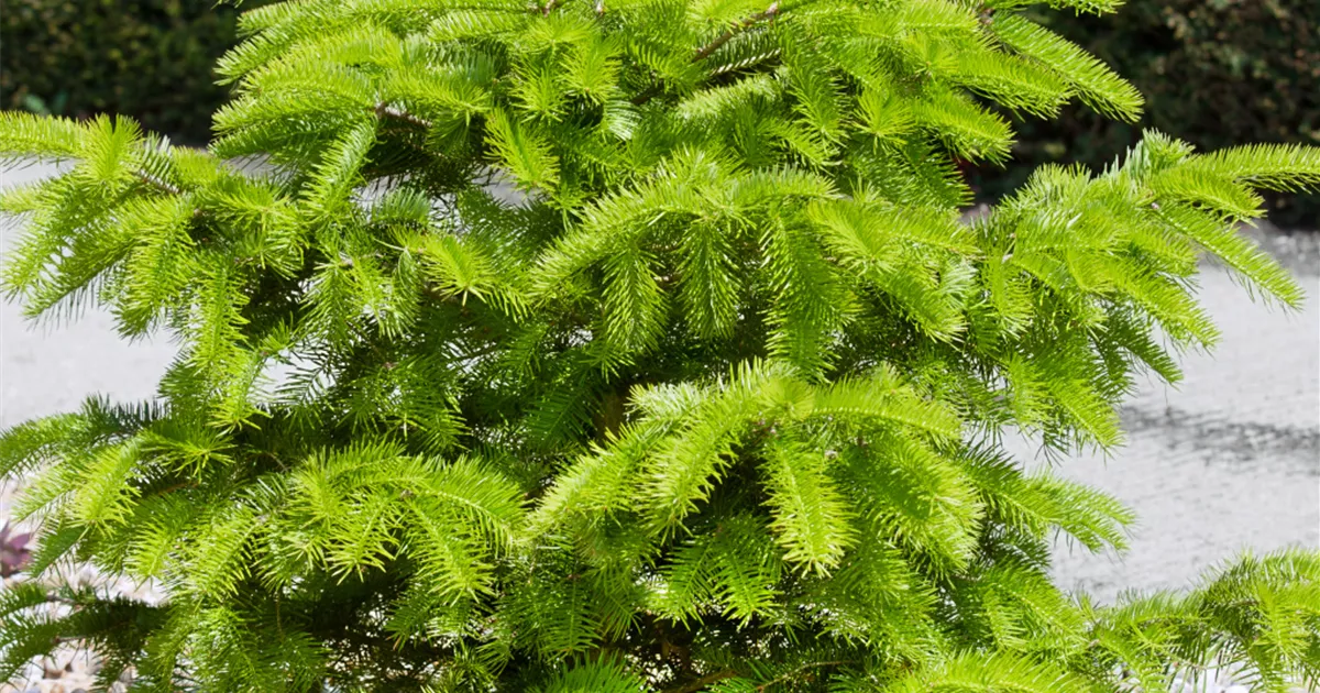 Griechische Tanne 'Barabits Gold' Pflanze, Pflege & Tipps Floragard