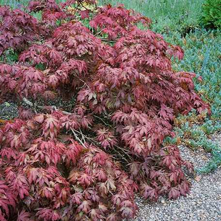 Acer palmatum 'Crimson Prince' - Floragard Pflanzeninfothek