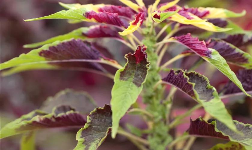 Amaranthus tricolor 'Green Callaloo' Pflanze, Pflege & Tipps Floragard
