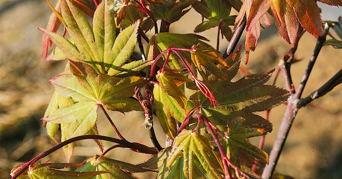 Fächerahorn 'Wendy' Pflanze, Pflege & Tipps Floragard