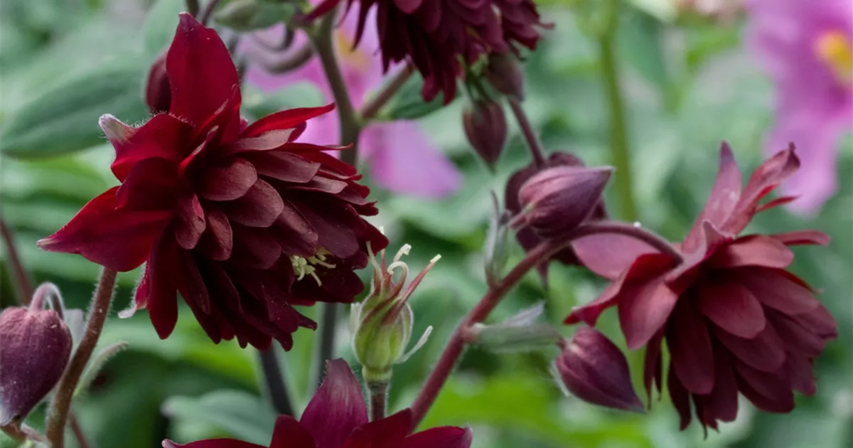 Aquilegia vulgaris 'Ruby Port' Pflanze, Pflege & Tipps Floragard