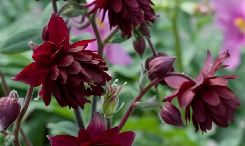 Aquilegia vulgaris 'Ruby Port' Pflanze, Pflege & Tipps Floragard