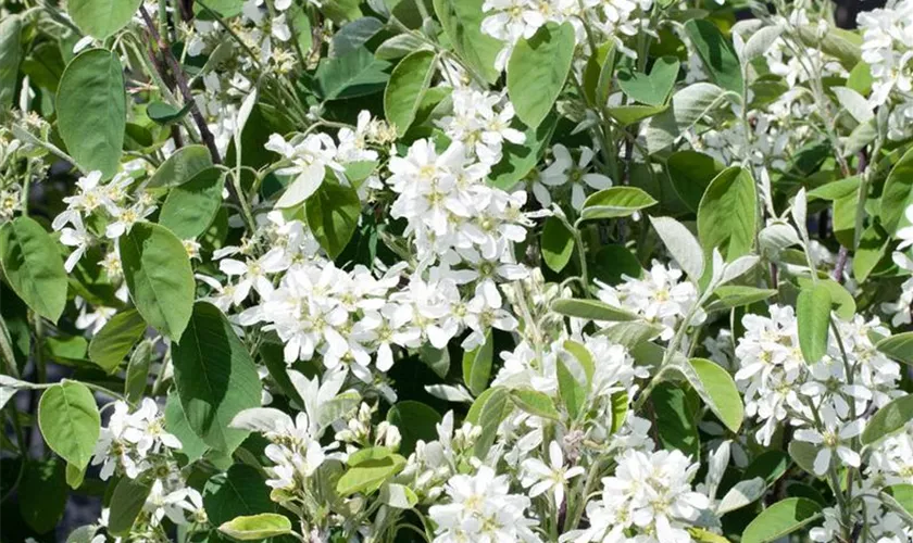 Amelanchier alnifolia 'Regent' Pflanze, Pflege & Tipps Floragard