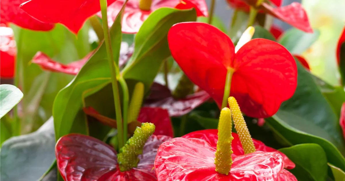 Anthurium x andreanum 'Red Victory' Pflanze, Pflege & Tipps Floragard