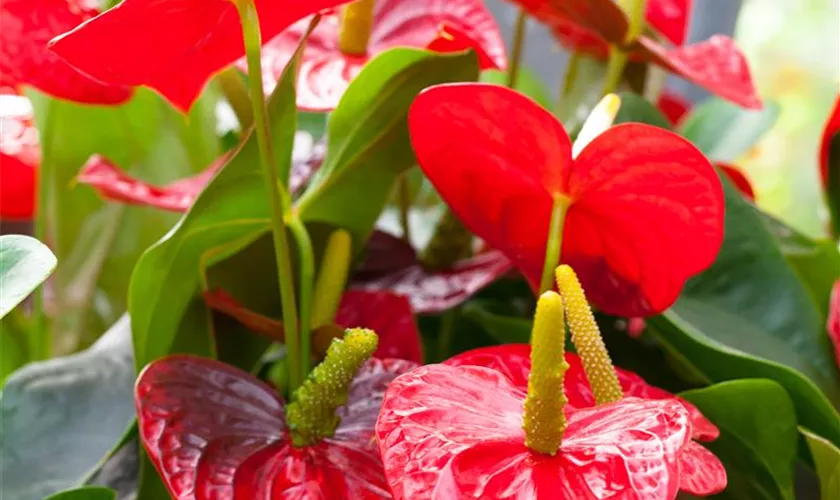 Anthurium Andreanum Pflege