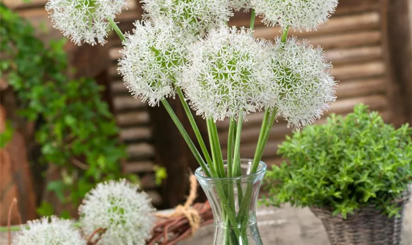 Garten-Zier-Lauch 'Mount Everest' Pflanze, Pflege & Tipps Floragard