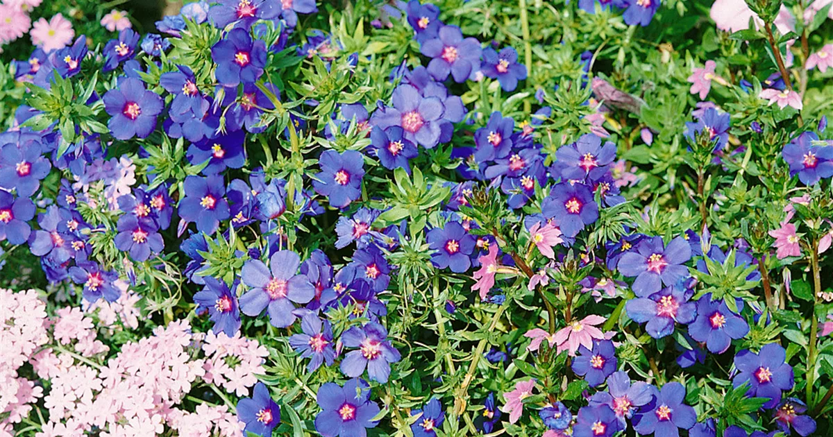 Anagallis monelli Pflanze, Pflege & Tipps Floragard