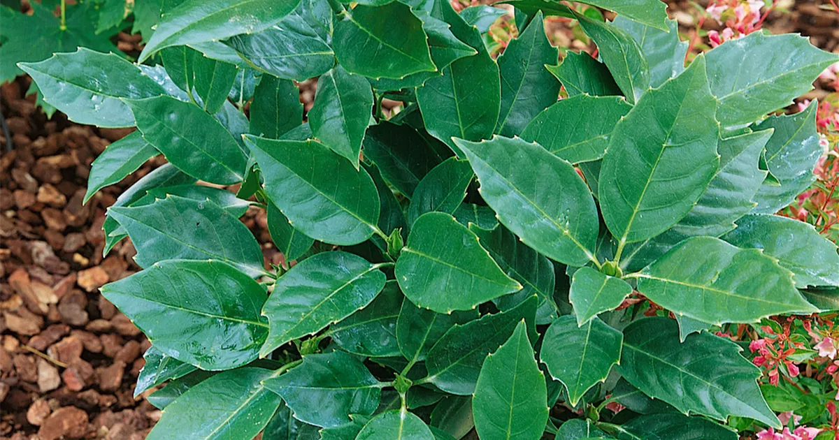 Aucuba japonica 'Rozannie' Pflanze, Pflege & Tipps Floragard