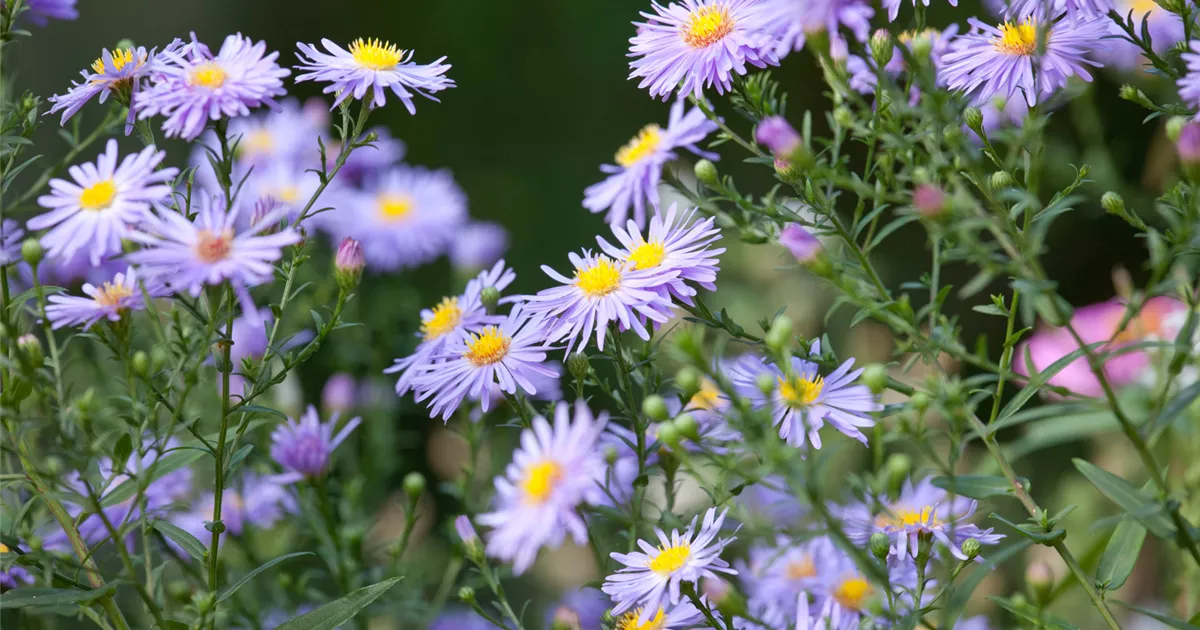 Aster novae-angliae 'Treasure' Pflanze, Pflege & Tipps Floragard
