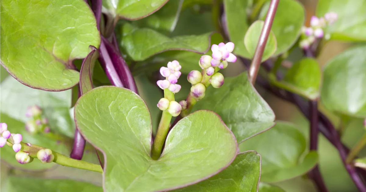 Basella alba Pflanze, Pflege & Tipps Floragard