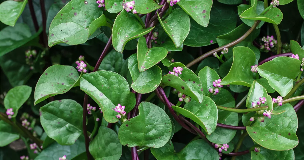 Basella alba 'Rubra' Pflanze, Pflege & Tipps Floragard