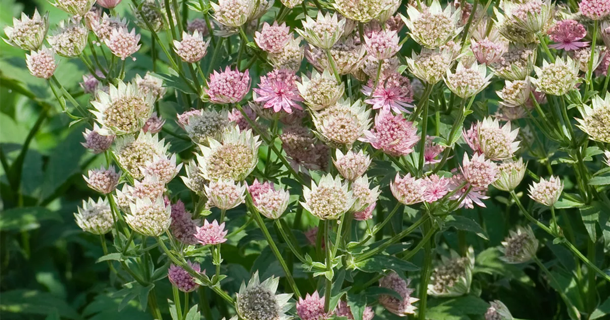 Astrantia major 'Huntsman' Pflanze, Pflege & Tipps Floragard