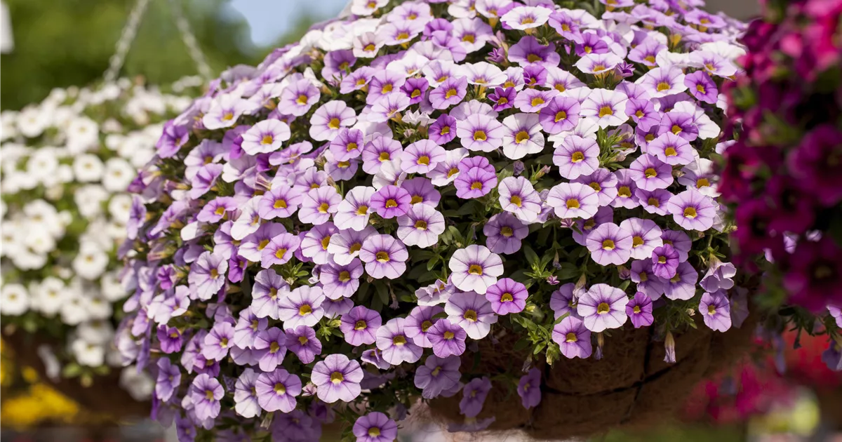 Calibrachoa 'Aloha Classic Blue Sky' Pflanze, Pflege & Tipps Floragard