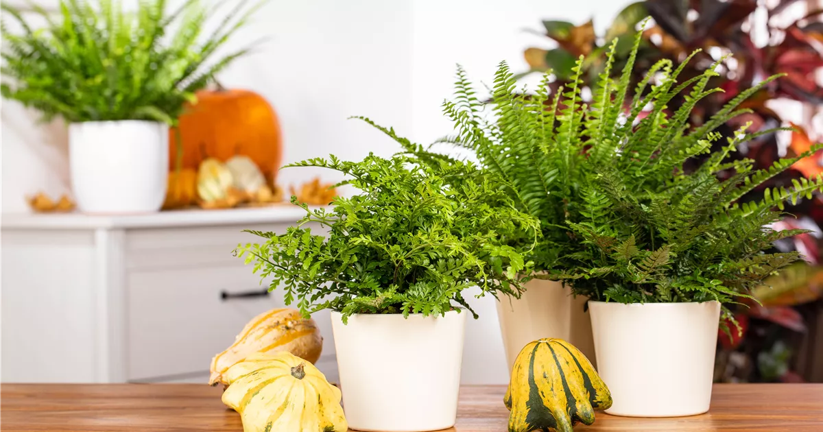 Asplenium dimorphum 'Parvati' Pflanze, Pflege & Tipps Floragard