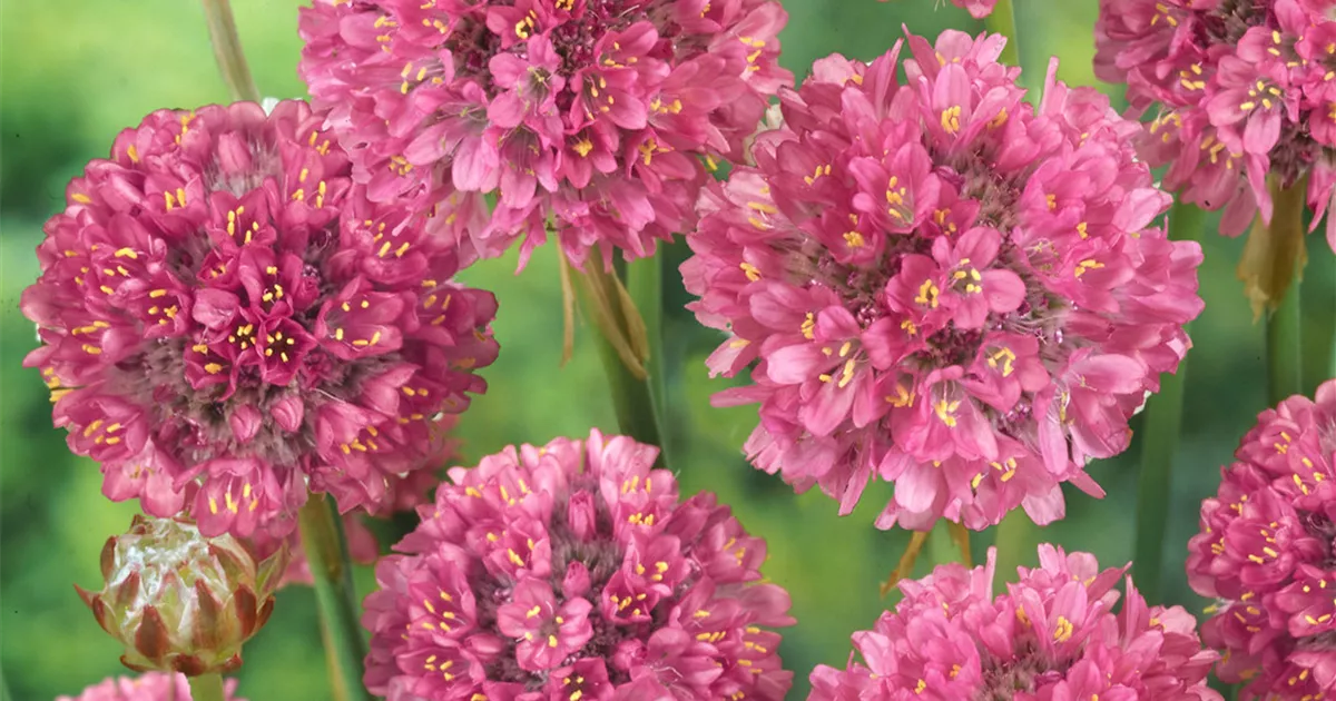 Armeria pseudarmeria 'Bees Ruby' Pflanze, Pflege & Tipps Floragard