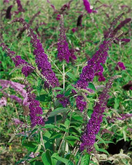 Empire Blue Butterfly Bush Schmetterlingsflieder Empire Blue
