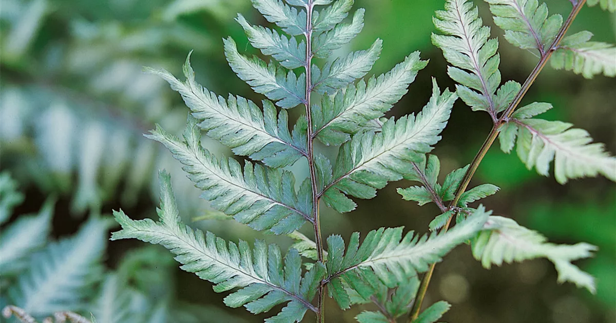 Athyrium Pflanze, Pflege & Tipps Floragard