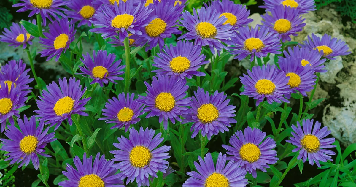 Aster alpinus 'Goliath' Pflanze, Pflege & Tipps Floragard