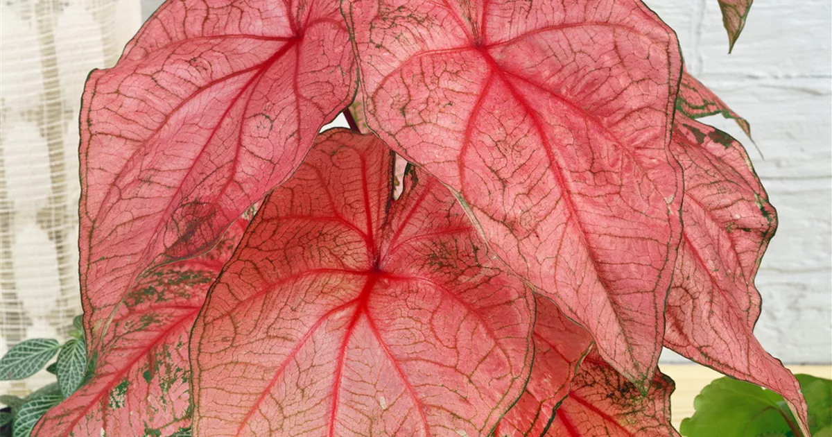 Caladium 'Pink Beauty' Pflanze, Pflege & Tipps Floragard