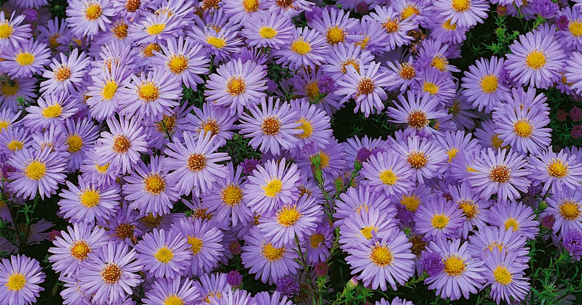 Aster dumosus 'Azurit' Pflanze, Pflege & Tipps Floragard