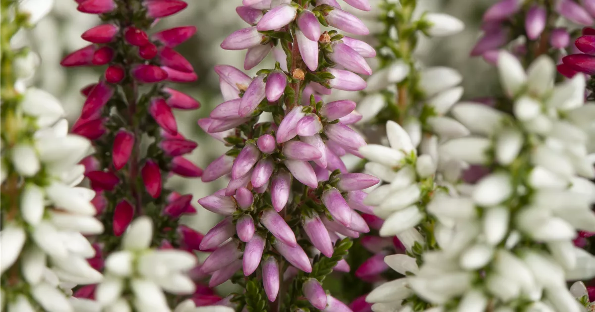 Calluna vulgaris Beauty Ladies® 'Starlight Trio®' Pflanze, Pflege ...