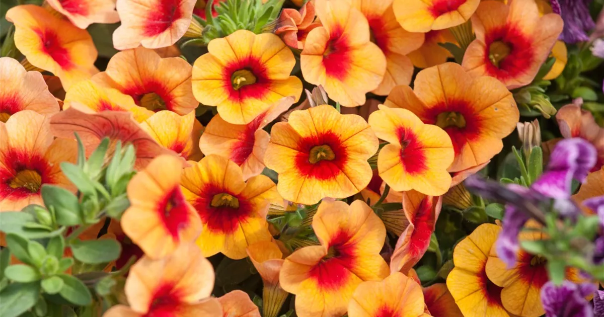 Calibrachoa 'Noa® Mango Eye' Pflanze, Pflege & Tipps Floragard