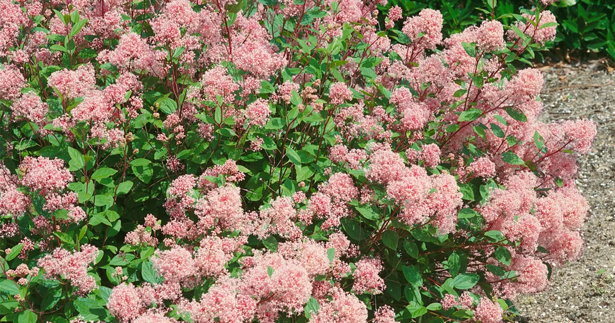Ceanothus pallidus 'Marie Simon' Pflanze, Pflege & Tipps Floragard
