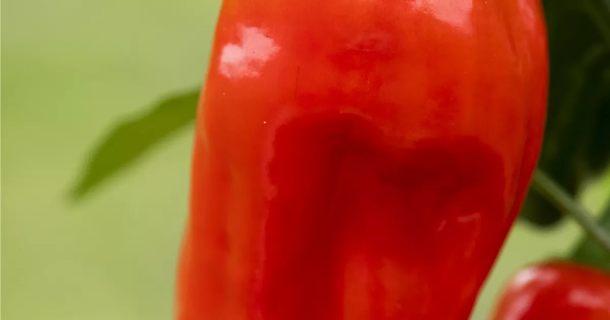 Baum-Chili Pflanze, Pflege & Tipps Floragard
