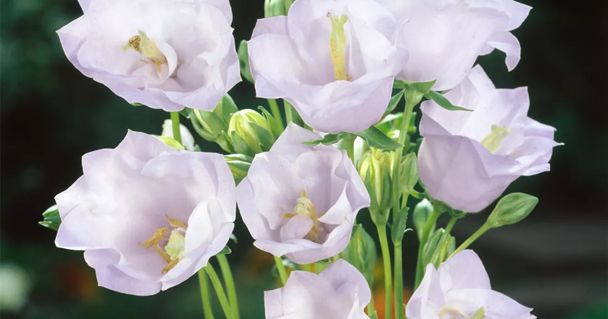 Campanula persicifolia 'Takion White'® Pflanze, Pflege & Tipps Floragard