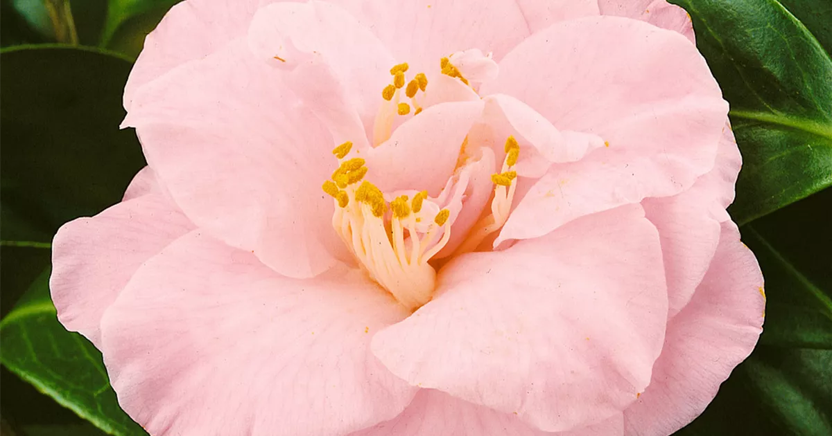 Camellia japonica 'Laurie Bray' Pflanze, Pflege & Tipps Floragard