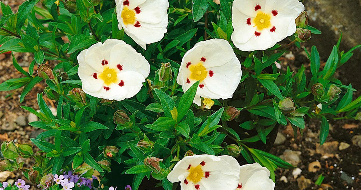 Cistus x dansereaui 'Decumbens' Pflanze, Pflege & Tipps Floragard
